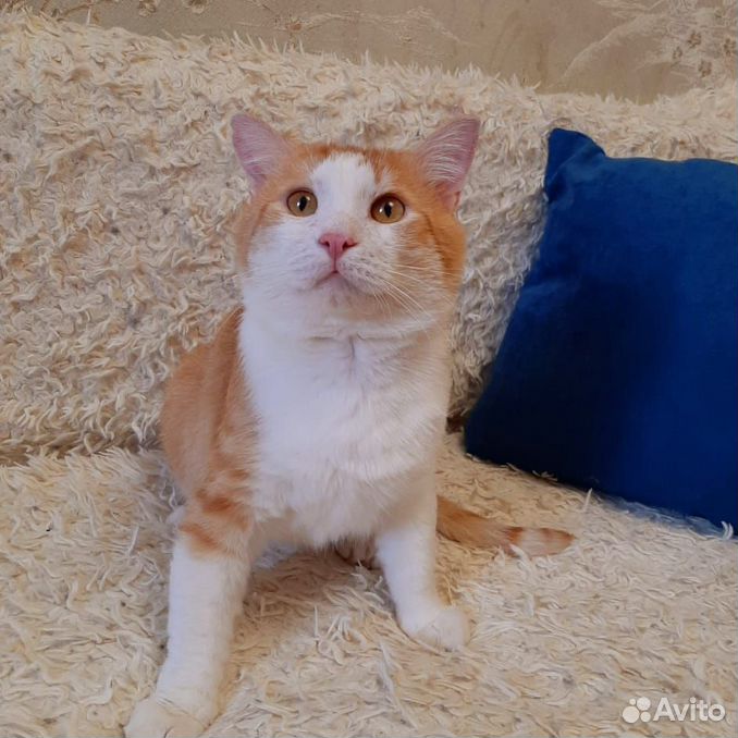 Кот Эмиль в добрые руки