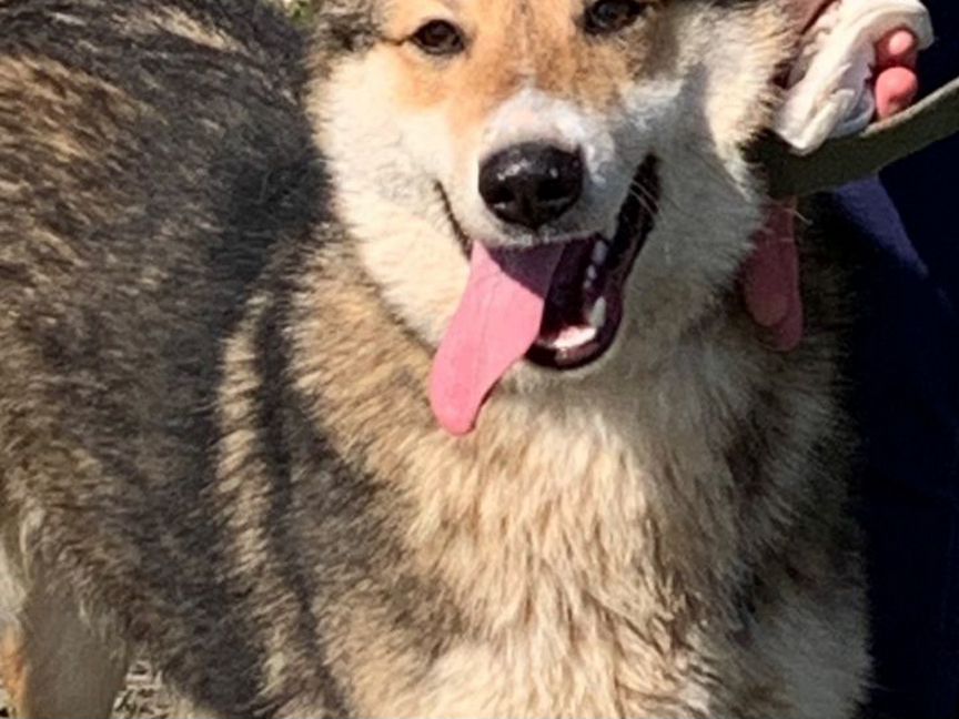 Кобель (метис лайки) ищет дом