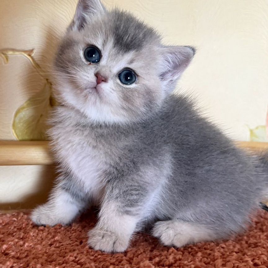 Британский короткошёрстный котёнок