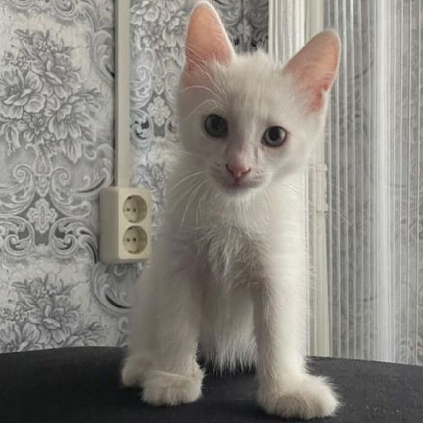 Турецкая ангора