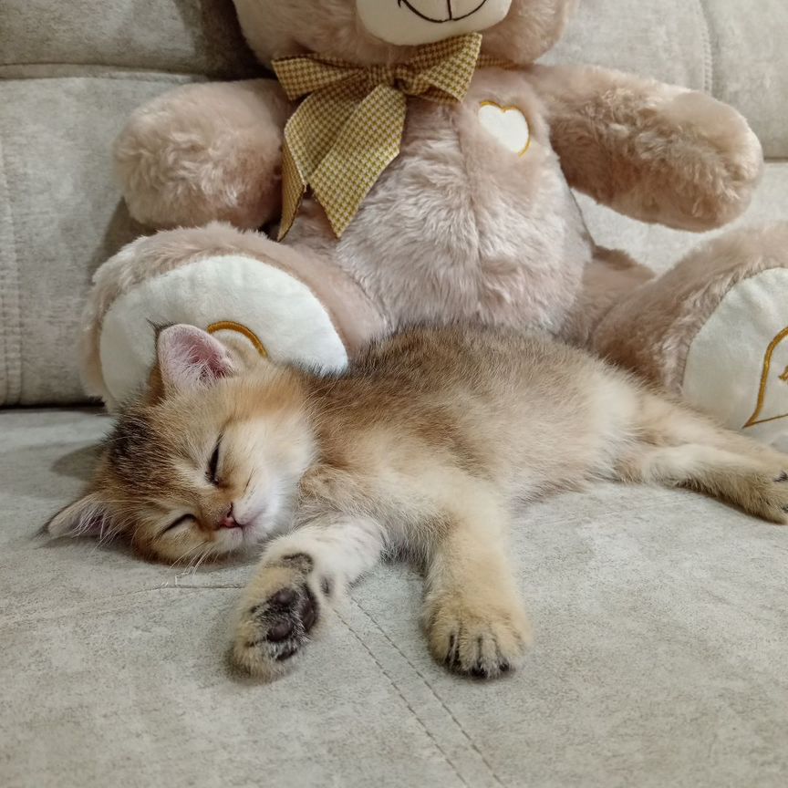Котята золотая шиншилла