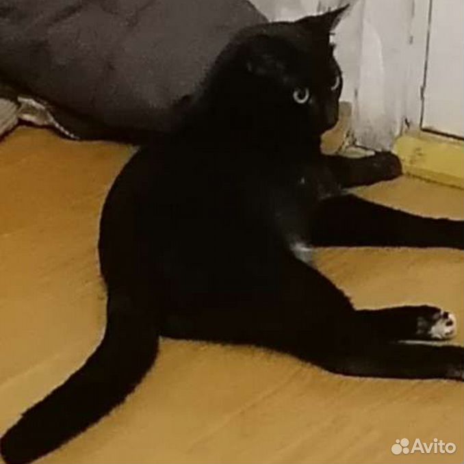 Очаровательный, молодой котик