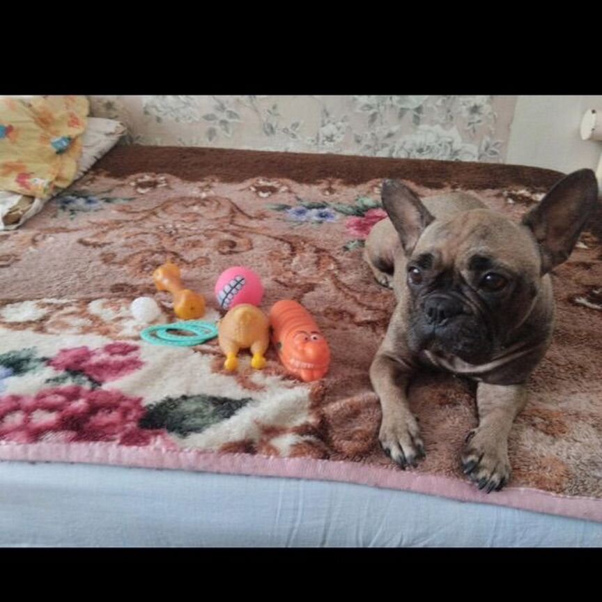 Французский бульдог