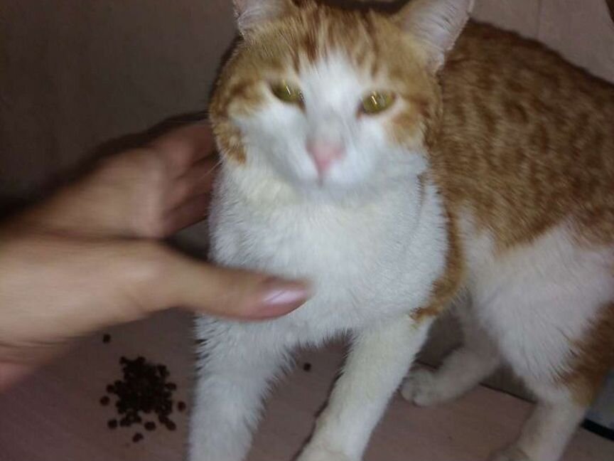 Котик подросток, около 8мес