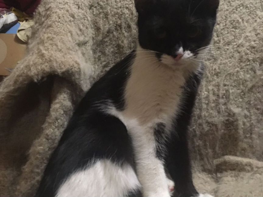 Мини кошечка приют