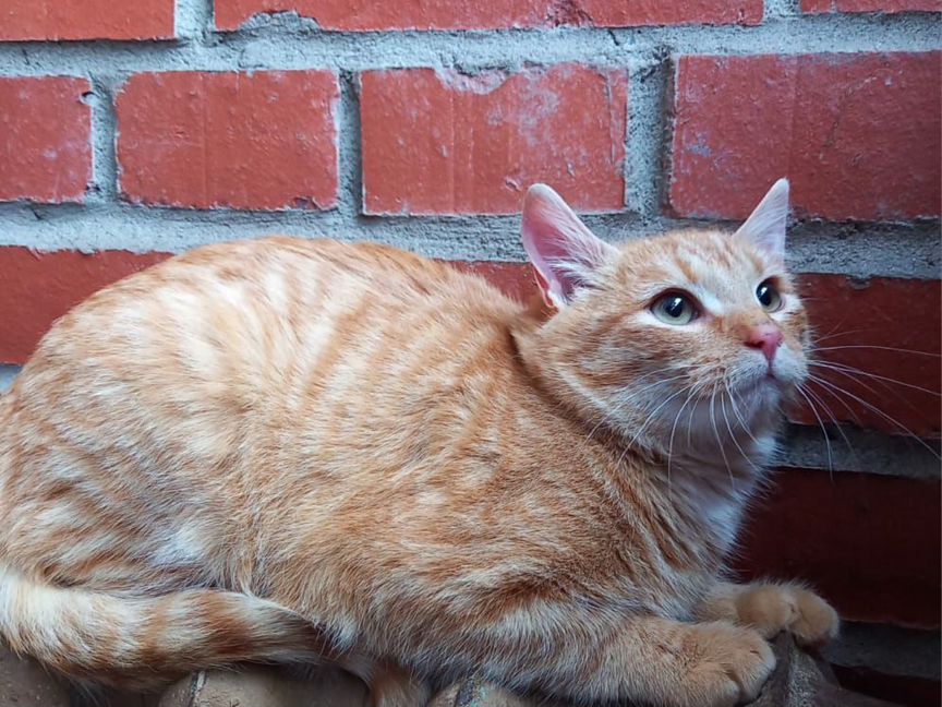 Рыжий котенок бесплатно