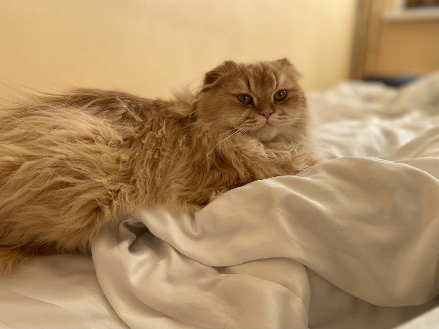 Шотландский хайленд фолд вязка