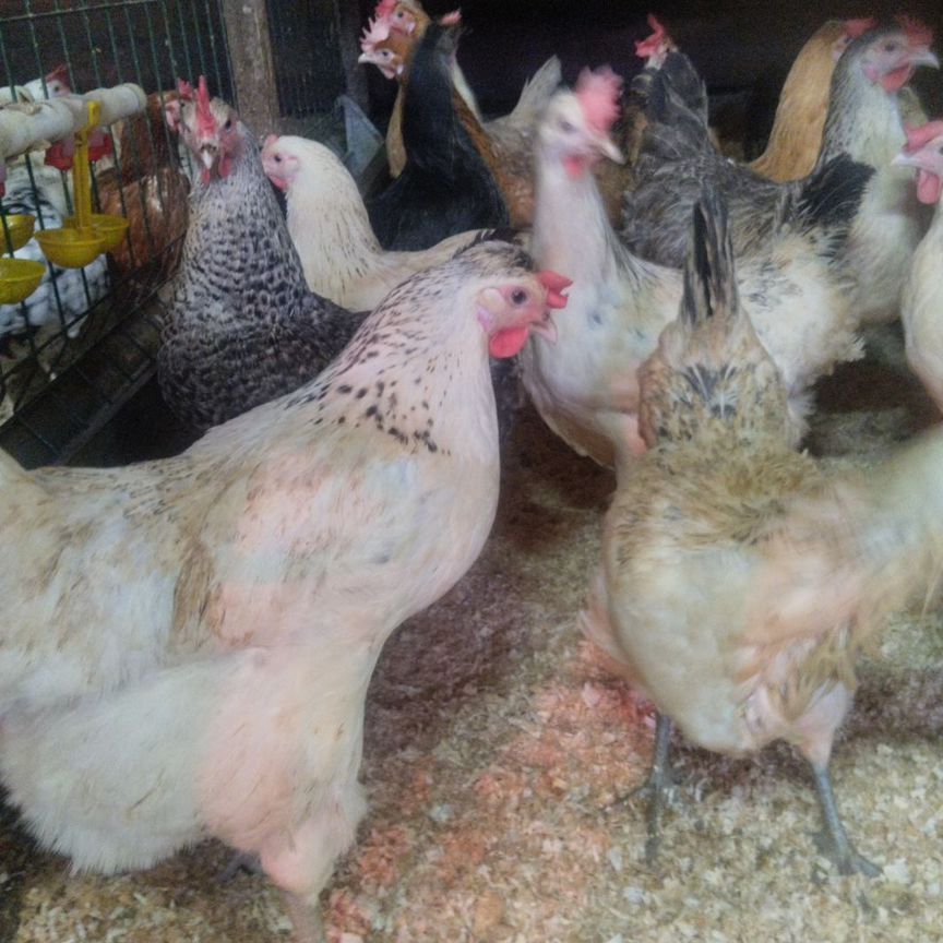 Куры несушки