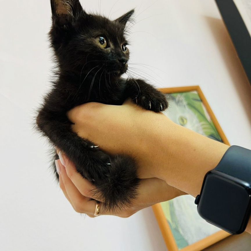 Котенок
