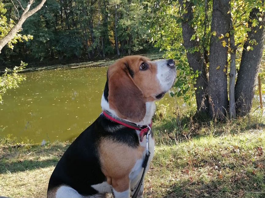 Собака бигль