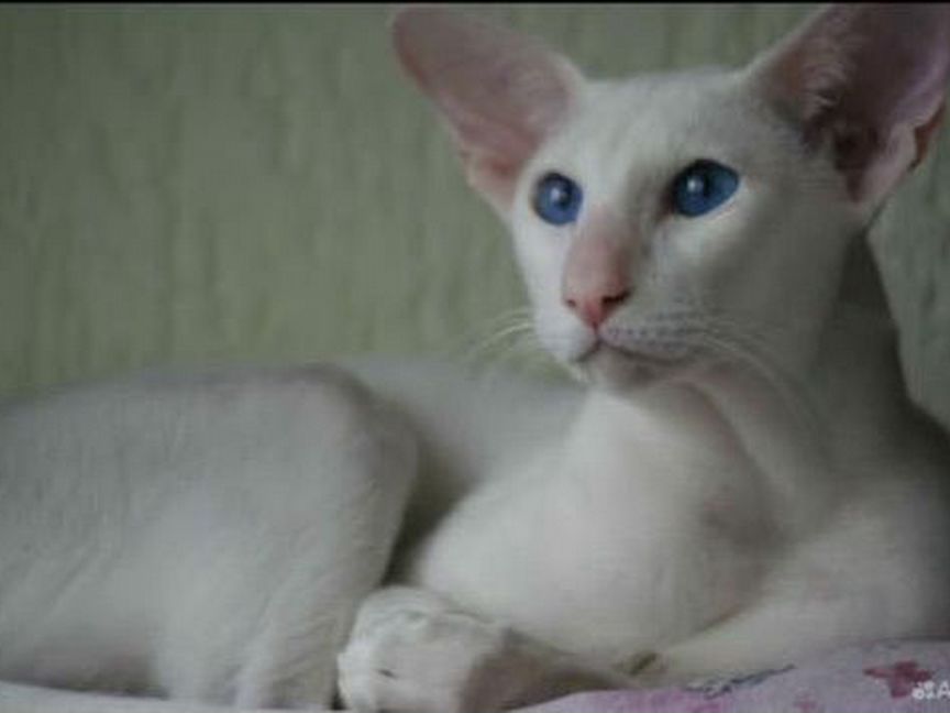 Ориентальный кот