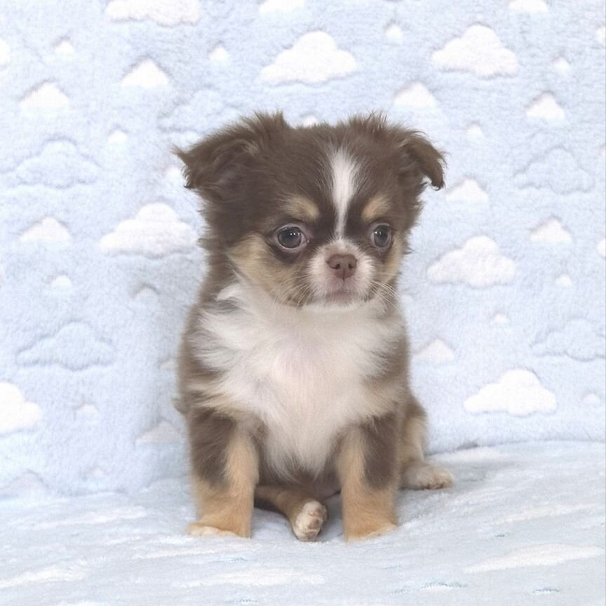 Красивая девочка чихуахуа