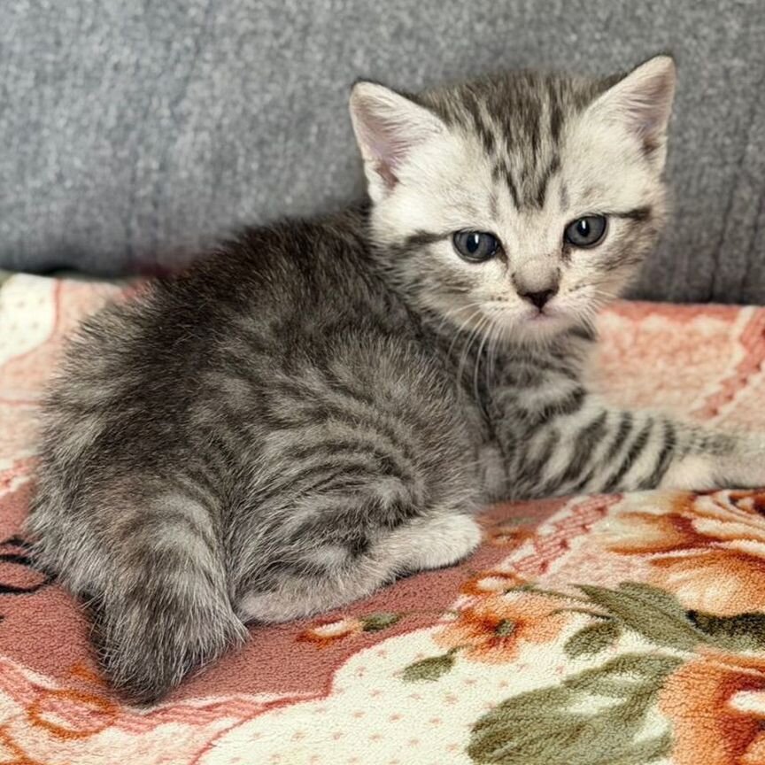 Шотландский прямоухий короткошёрстный котёнок