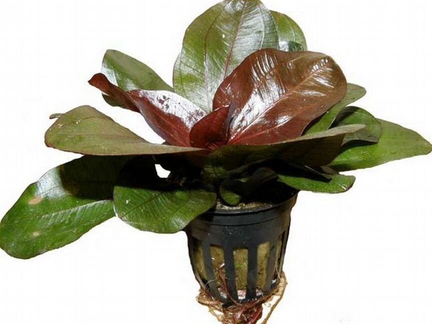 Эхинодорус большой медведь (Echinodorus Big Bear)