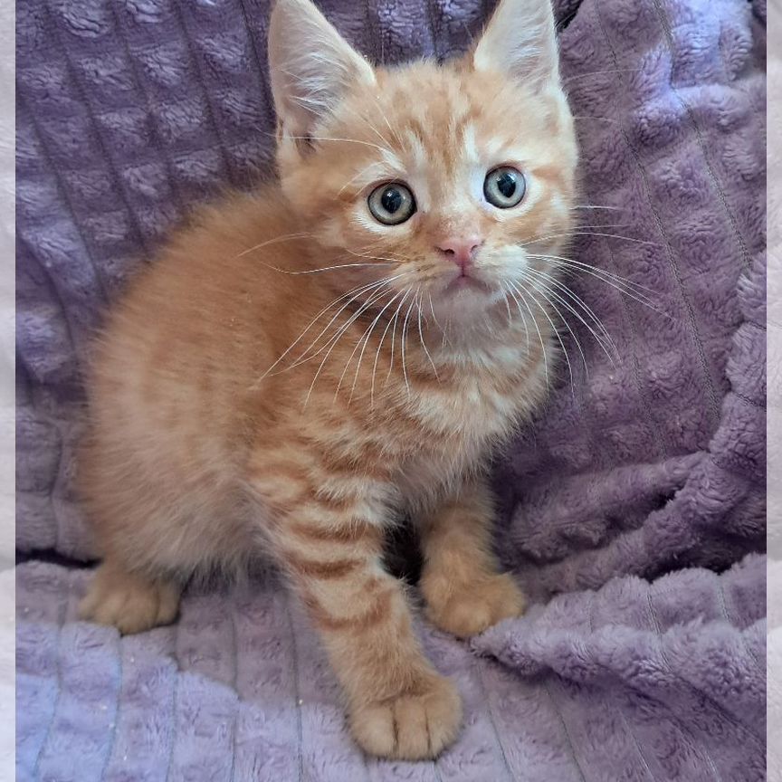 Британский короткошёрстный котёнок