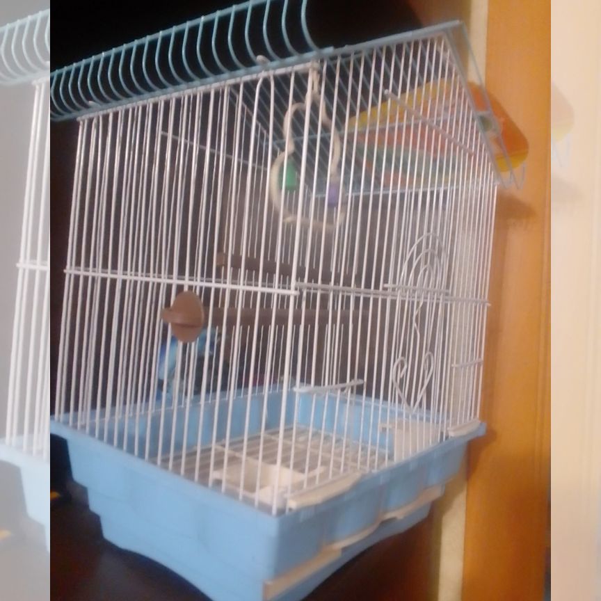 Певчая птица чиж