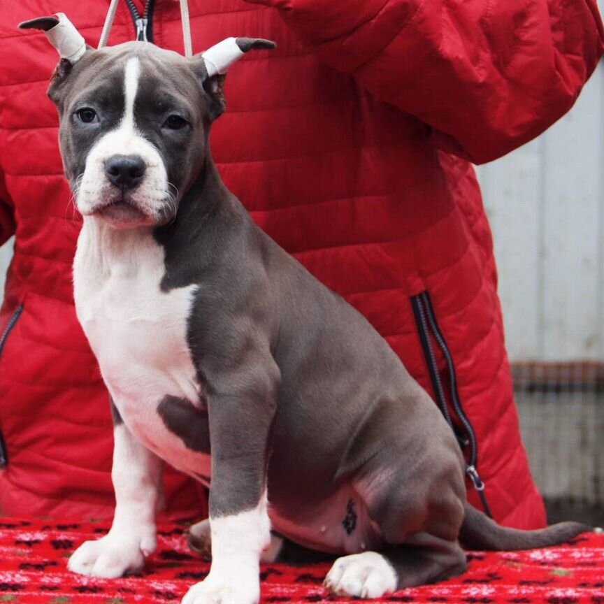 Американский стаффордширский терьер, щенок