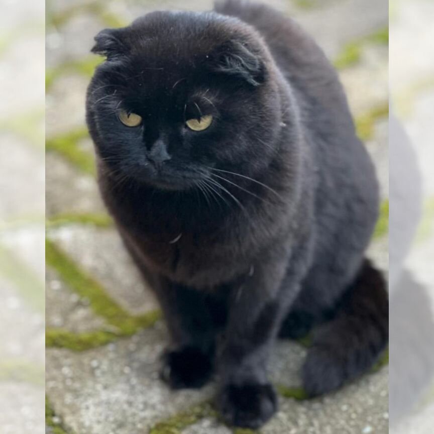 Котик