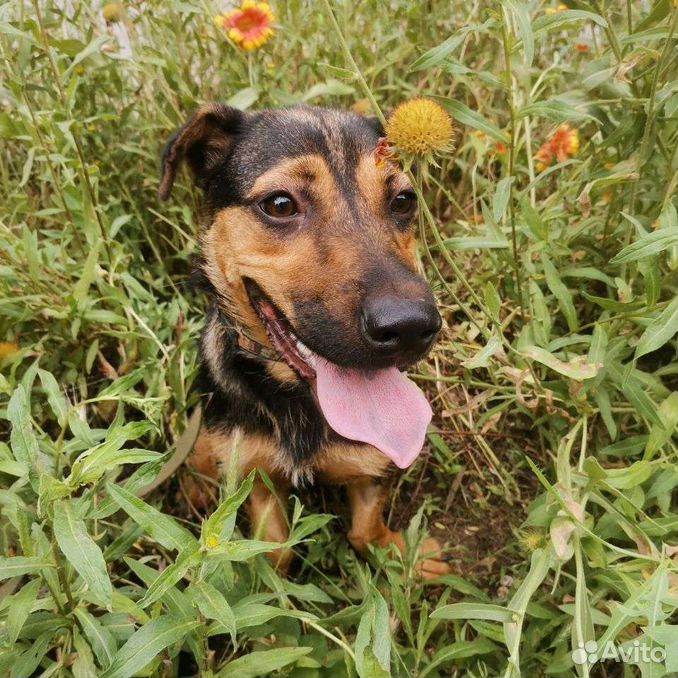 Веселая Боня ищет дом