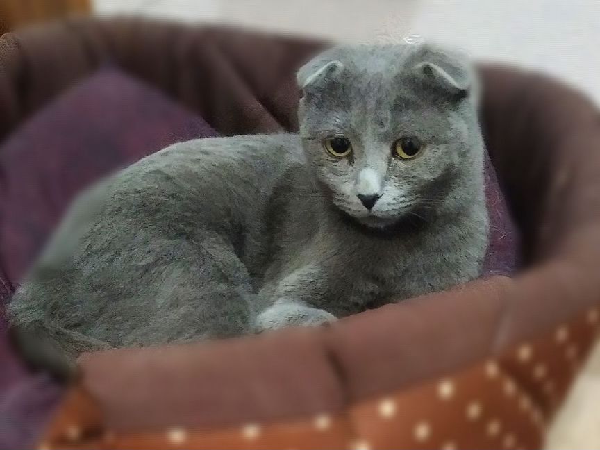 Молодая кошечка в дар