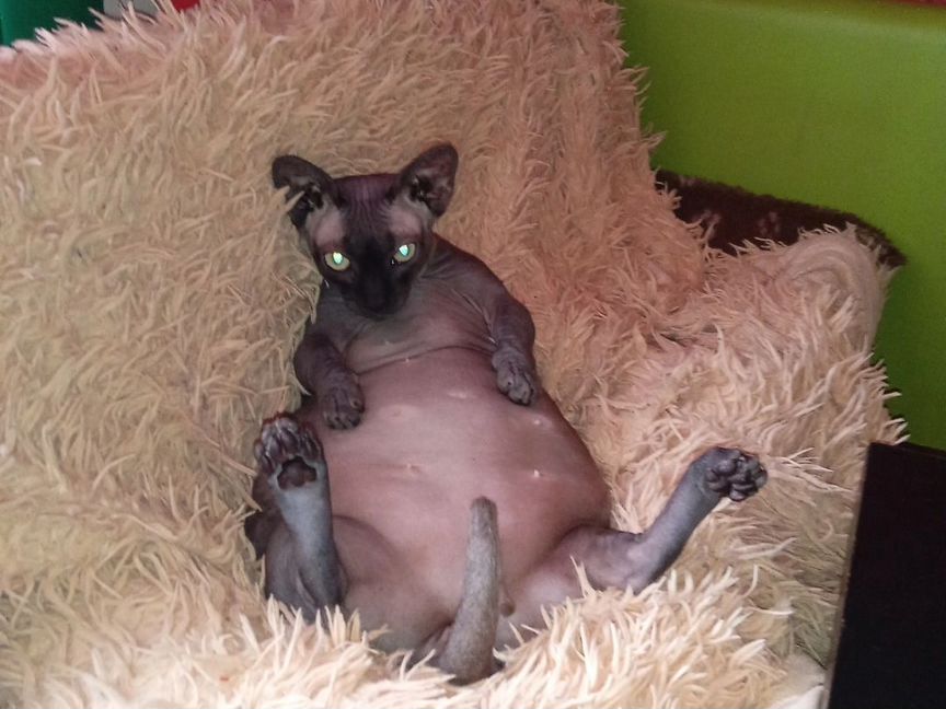 Сфинкс бамбино Клёпа