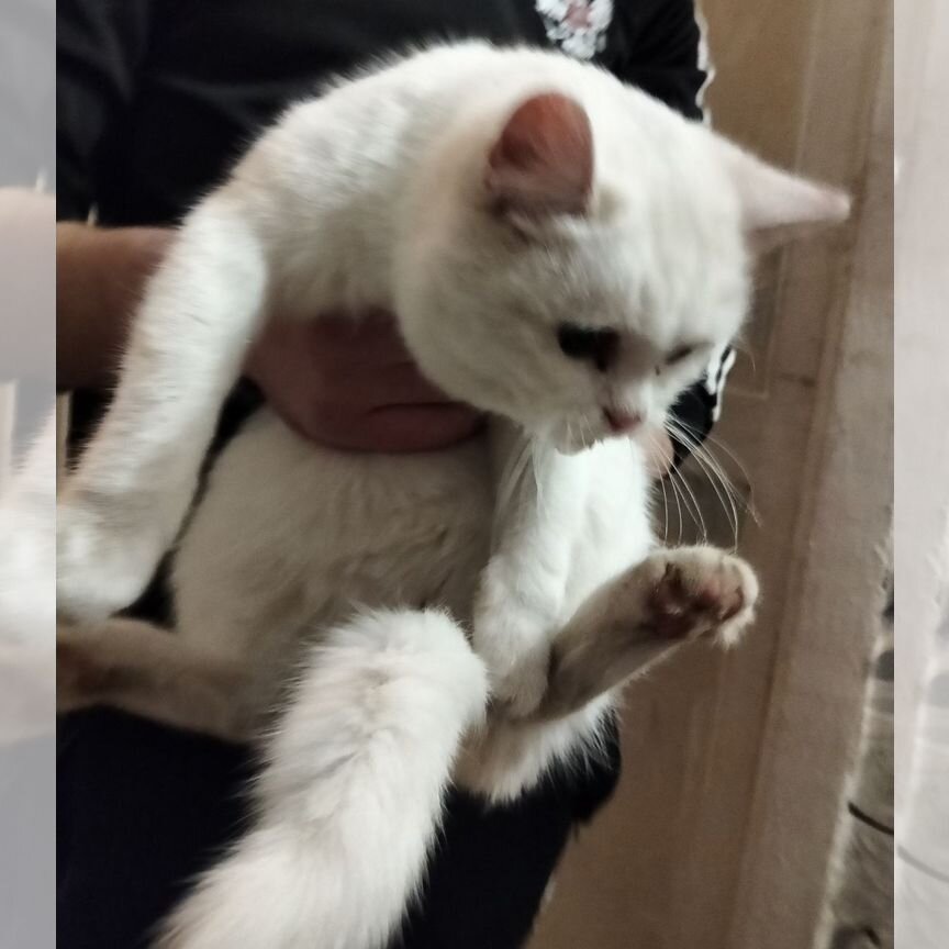 Котёнок в добрые руки