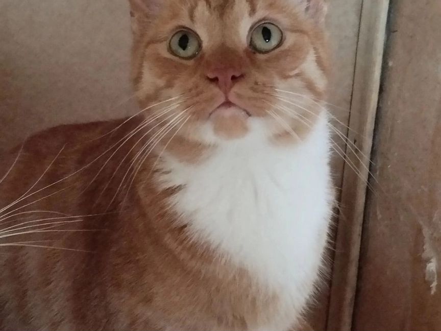 Котик Чипсик в хорошую семью бесплатно