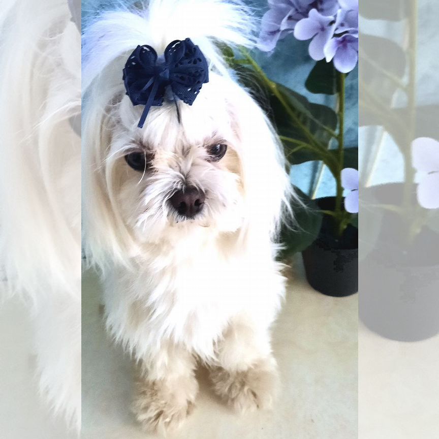 Мальтийская болонка