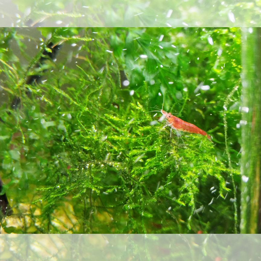 Креветки Вишня