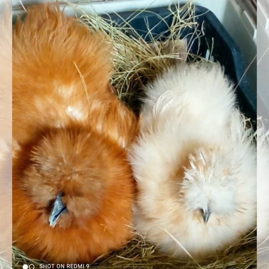 Цыплята китайские