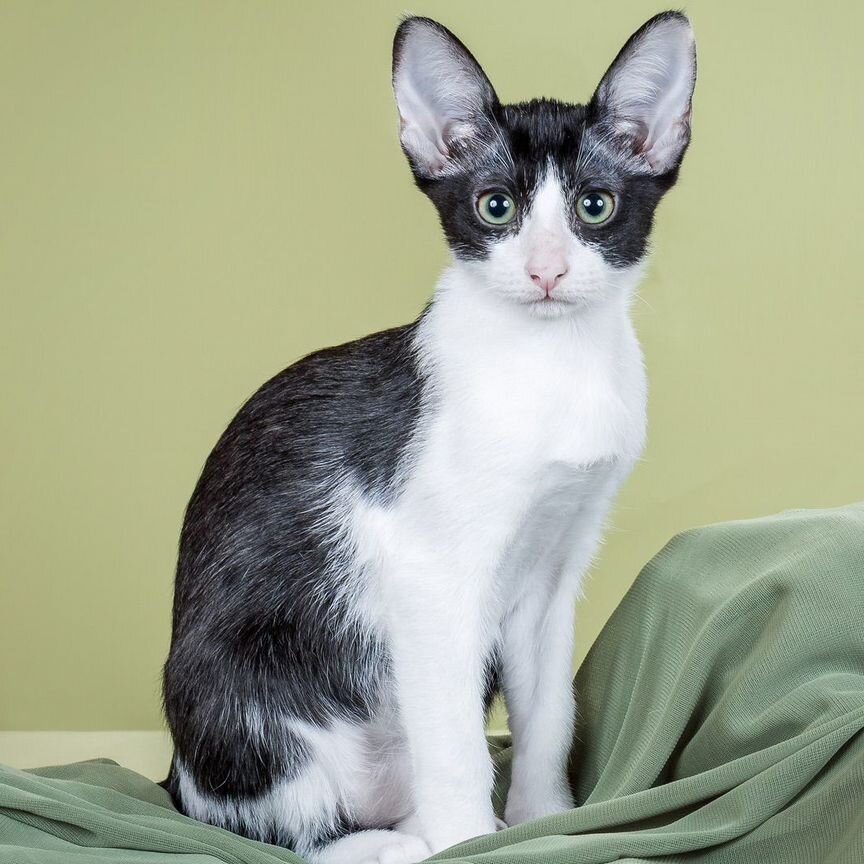 Ориентальный котёнок