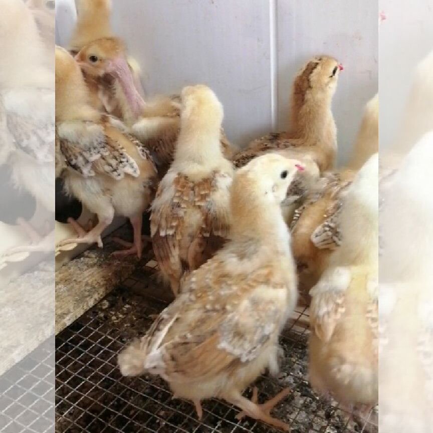 Цыплята от деревенских мясо яичных кур