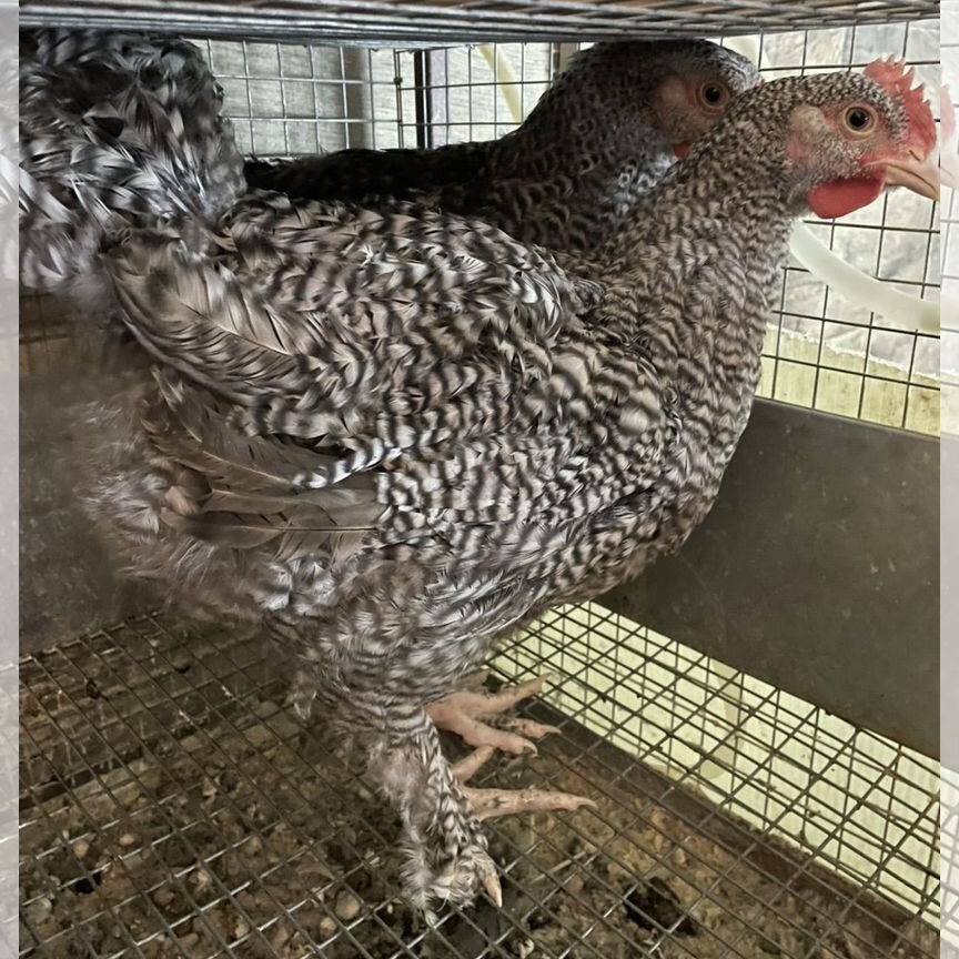 Михеленская кукушка