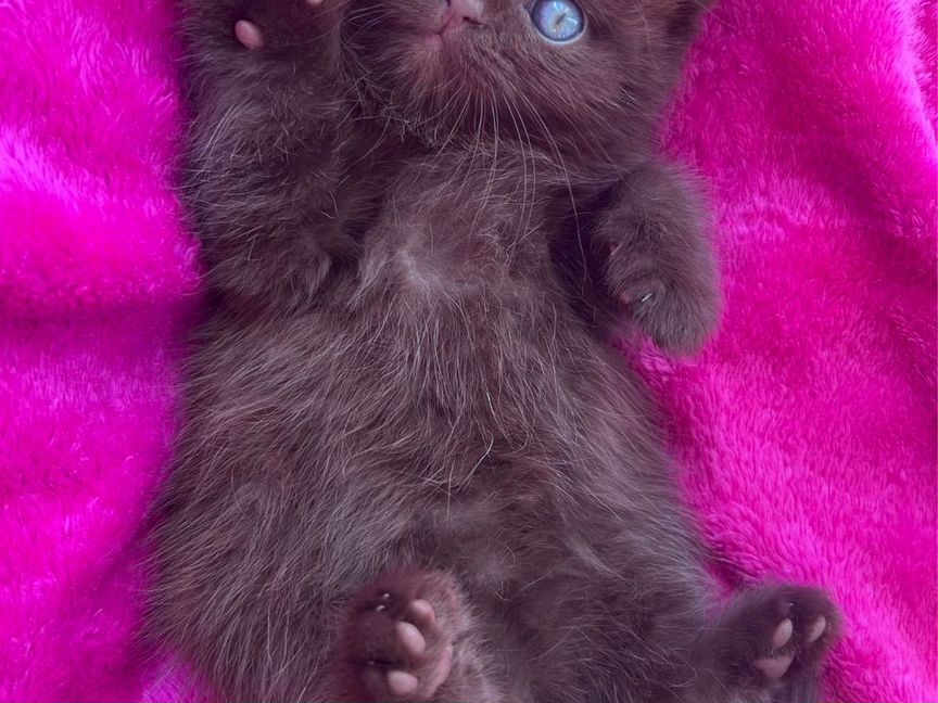 Шотландские котята