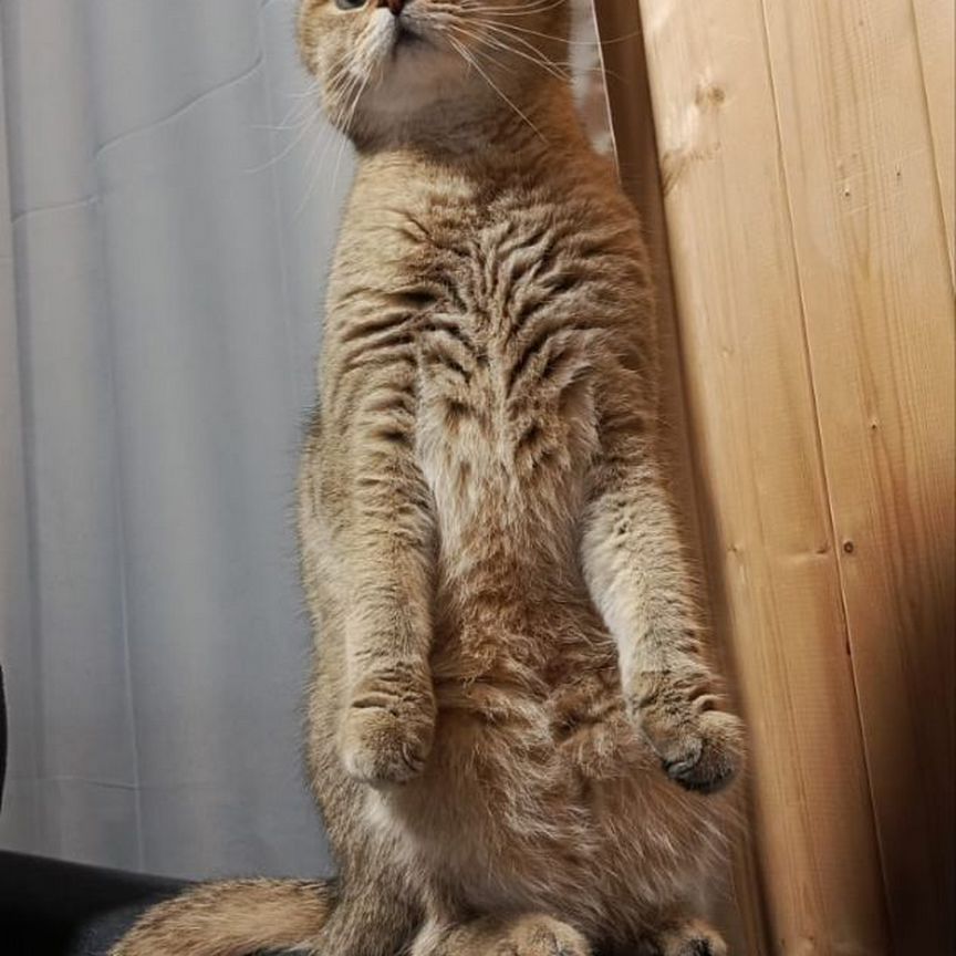 Шотландец вислоухий