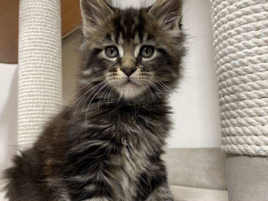 Мейн-кун котик