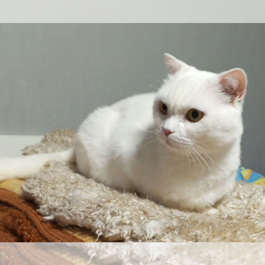 Взрослая кошка в добрые руки