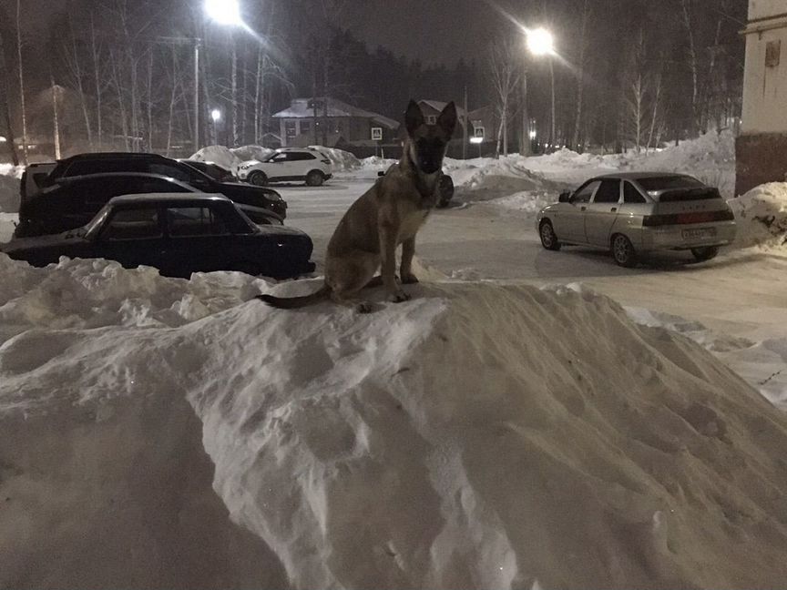 Бельгийская овчарка малинуа отдам в добрые руки
