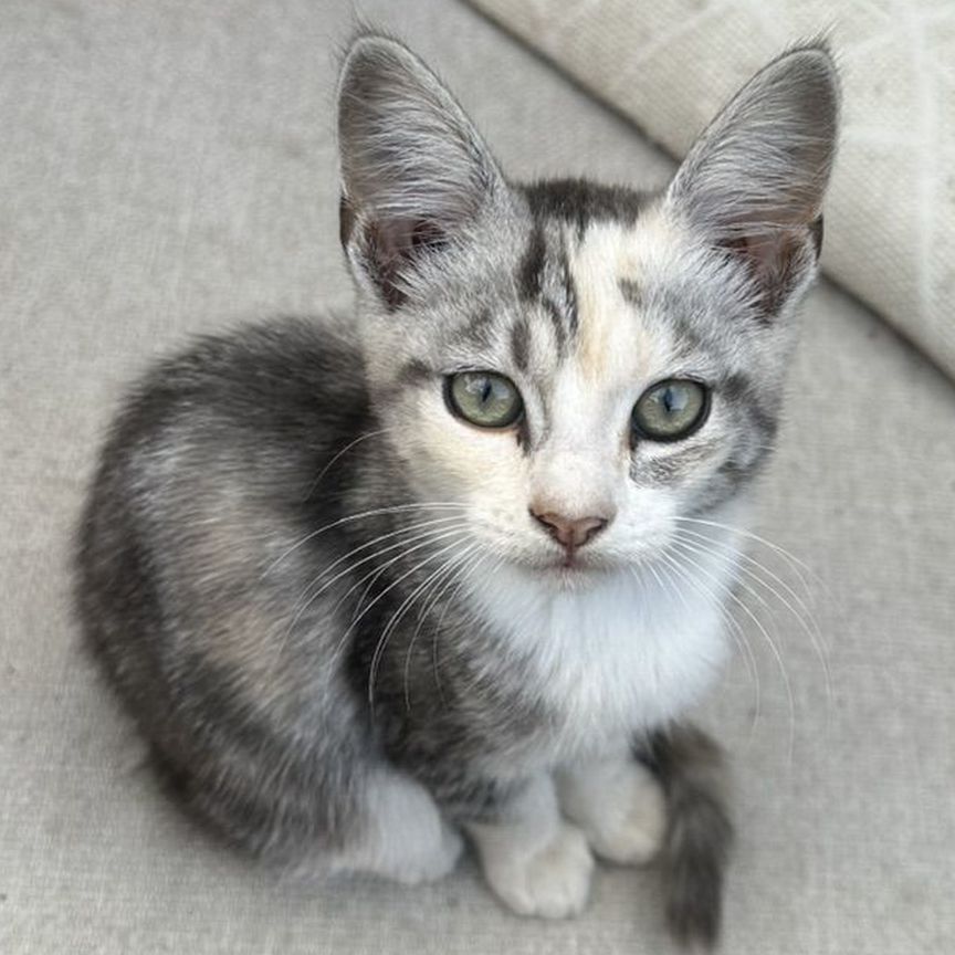 Котята