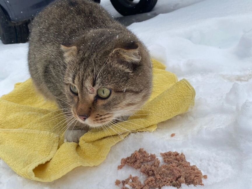 Выкинули кота как генетического уродца