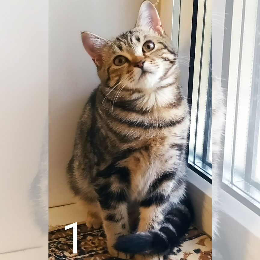 Шотландские котята