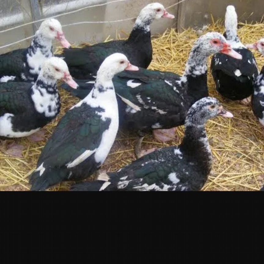 Утки шипуны