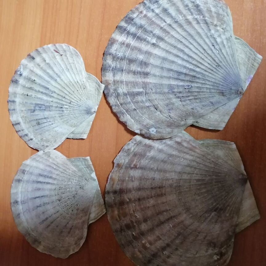Раковины ракушки морского гребешка