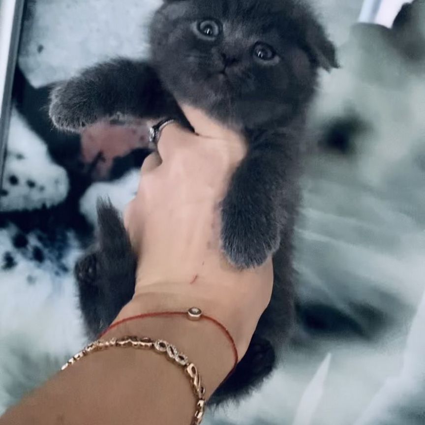 Шотландский вислоухий