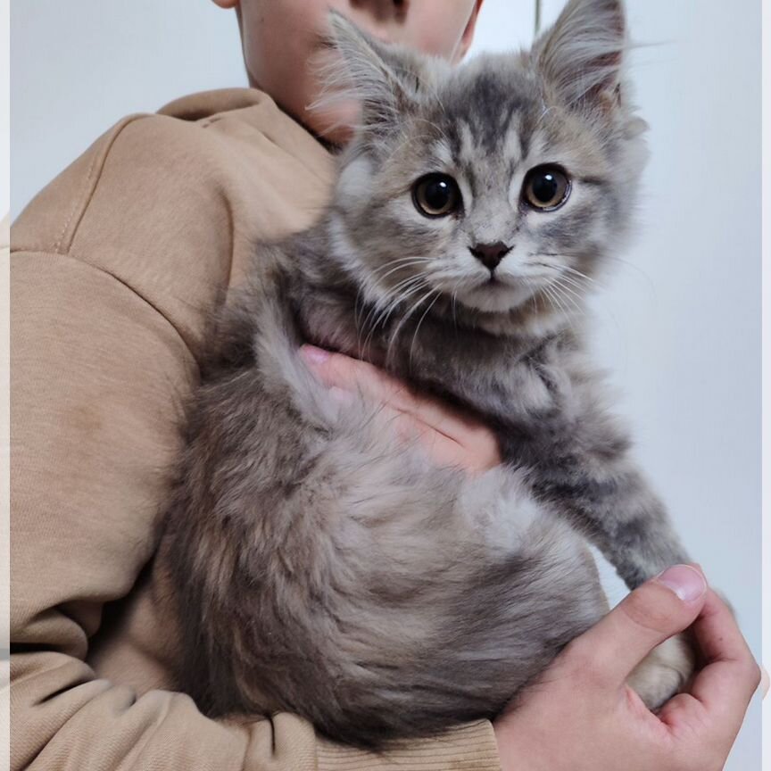 Найдена кошечка