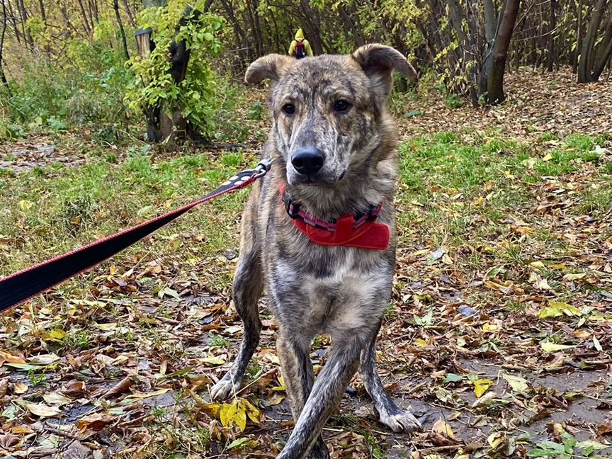 Венгерская борзая тигрового окраса