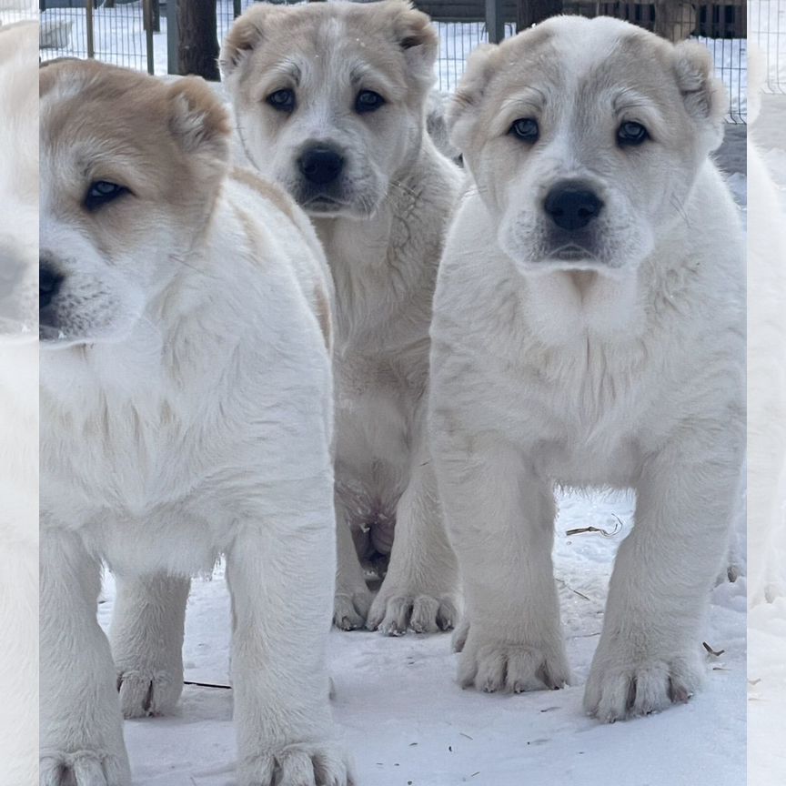 Среднеазиатская овчарка, щенок