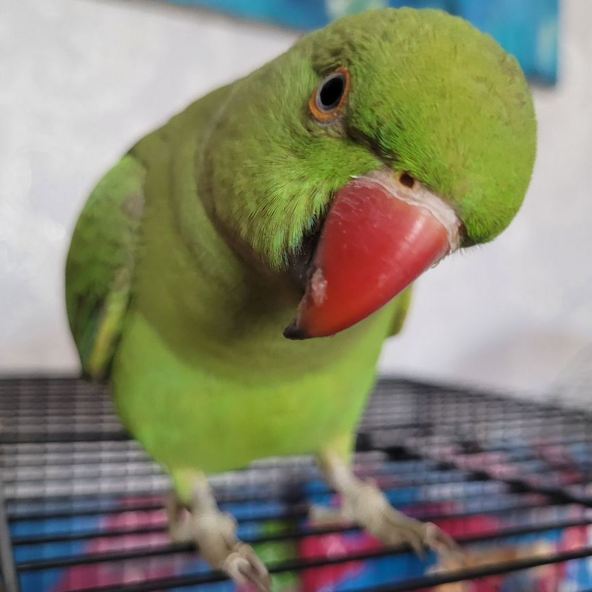 Попугай ожереловый пара