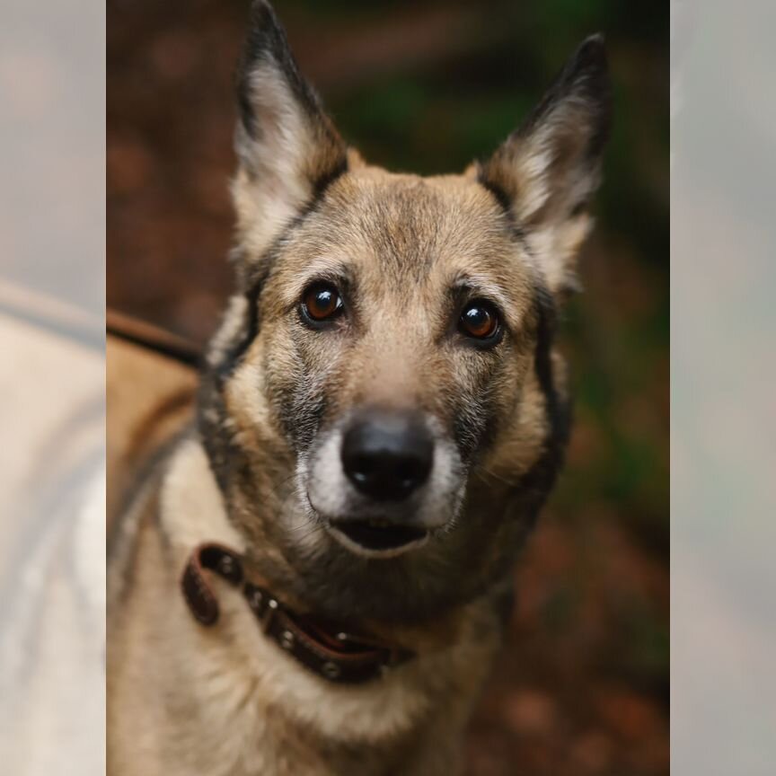 Бельгийская овчарка, взрослая собака