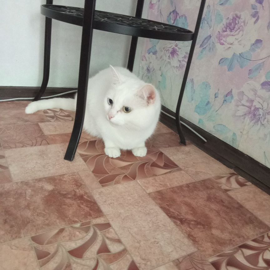 Ищем добрые руки